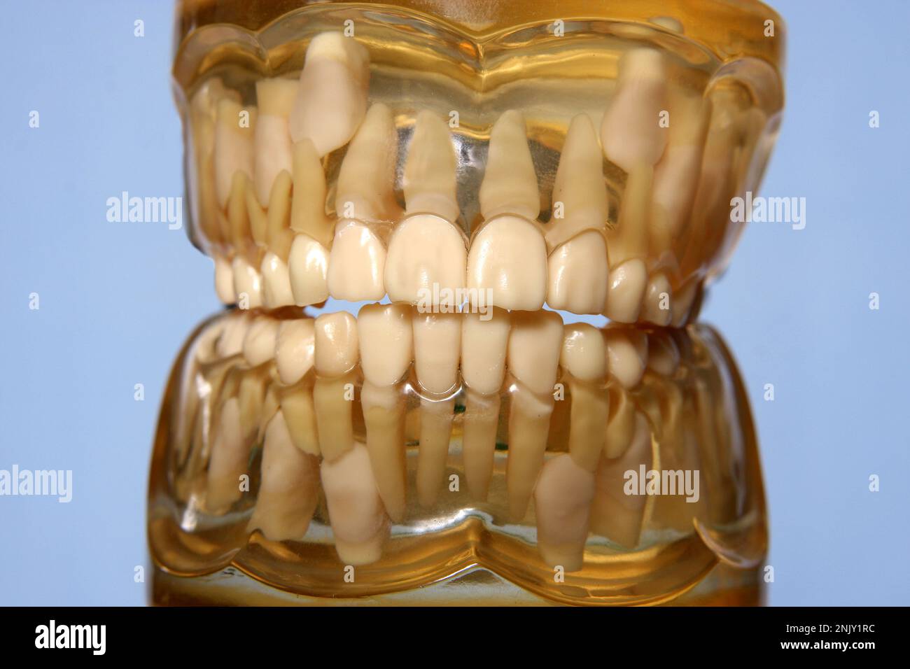 transparent model of a set of teeth Stock Photo - Alamy