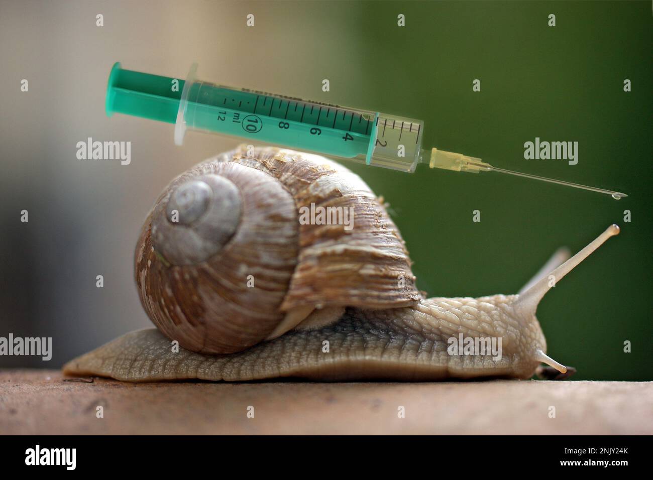 Roman snail, escargot, escargot snail, edible snail, apple snail ...