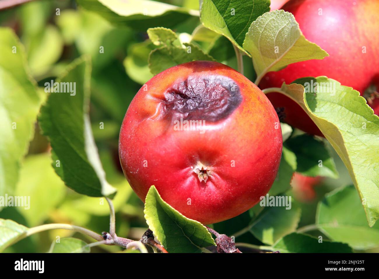 apple tree (Malus domestica), fouling apple on a branch, Germany Stock ...