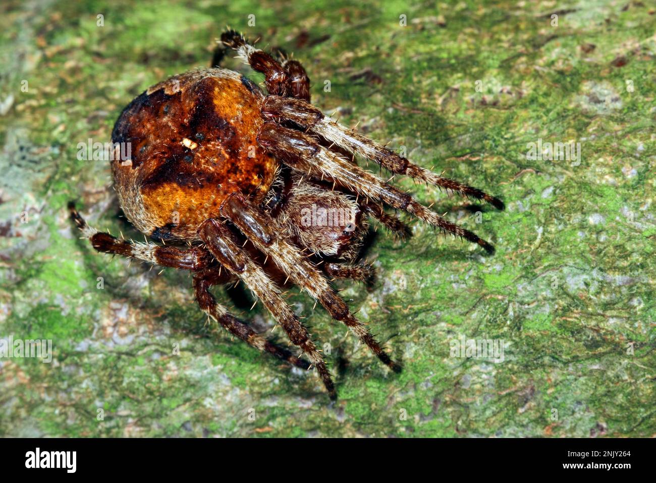 horned orbweaver (Araneus angulatus), male, Germany Stock Photo - Alamy