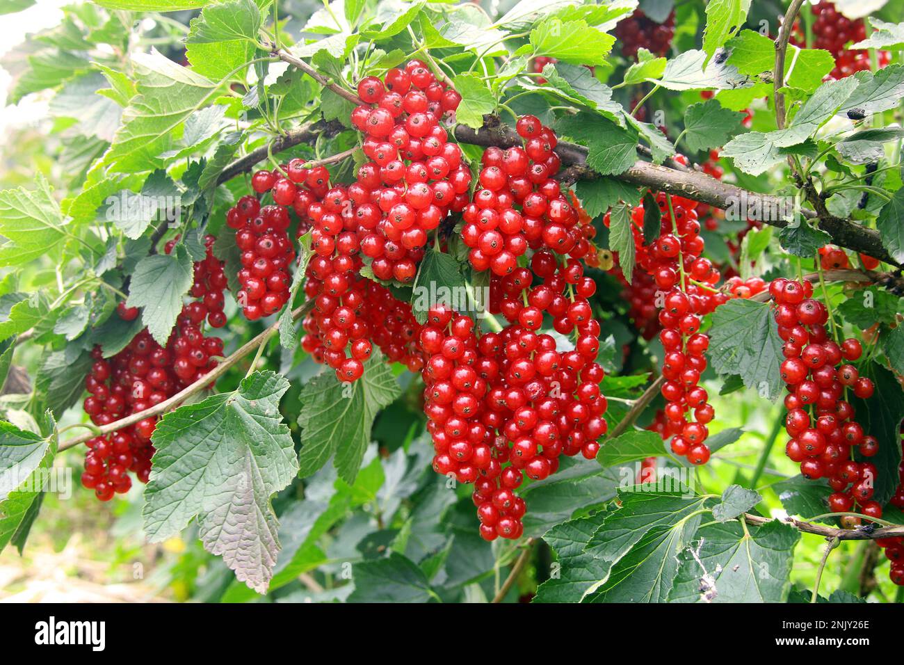 northern red currant (Ribes rubrum), on the bush Stock Photo - Alamy