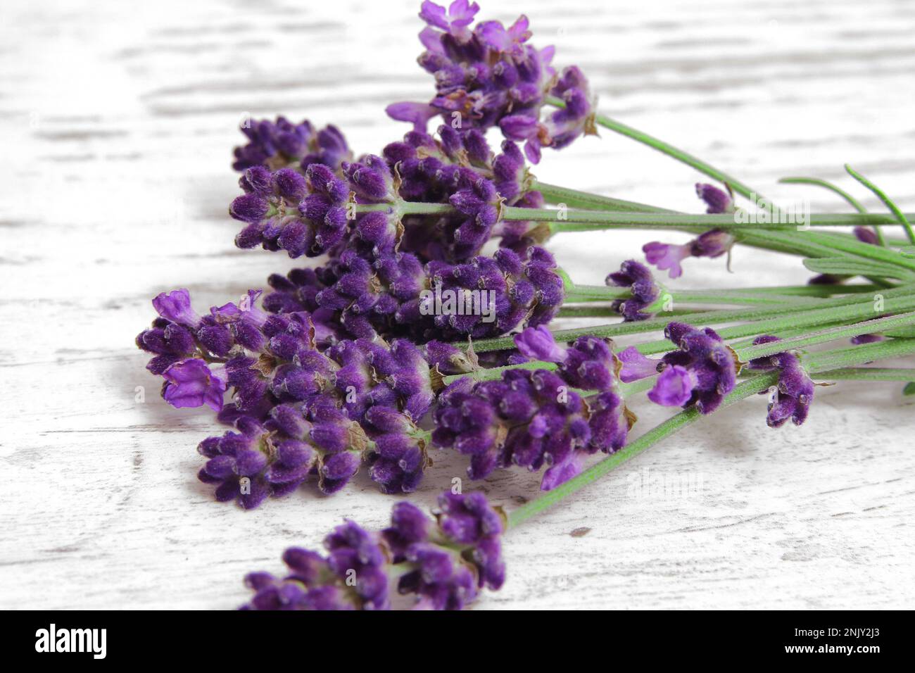 English lavender (Lavandula angustifolia, Lavandula officinalis ...