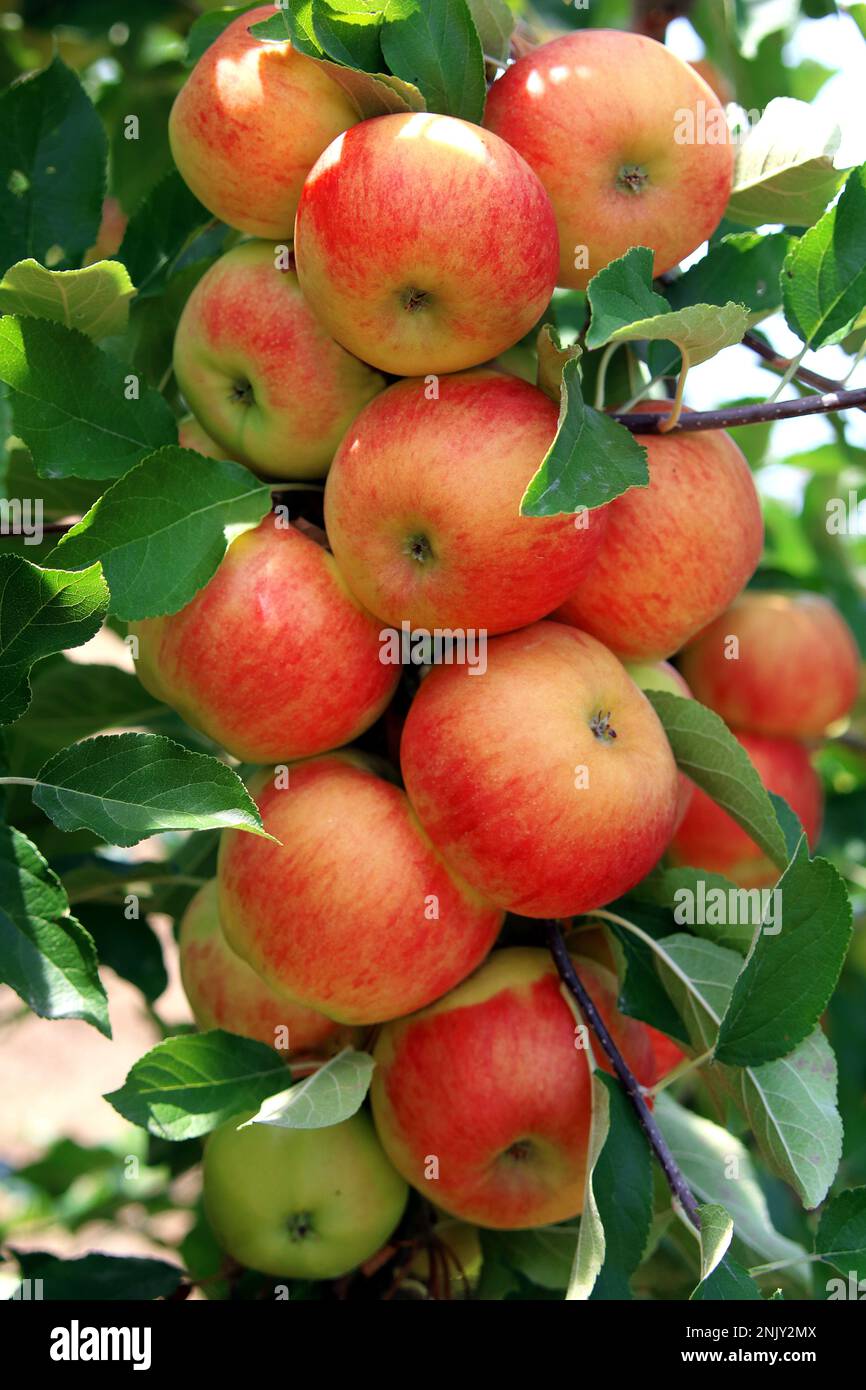apple tree (Malus domestica), red mature apples on a tree, Germany ...