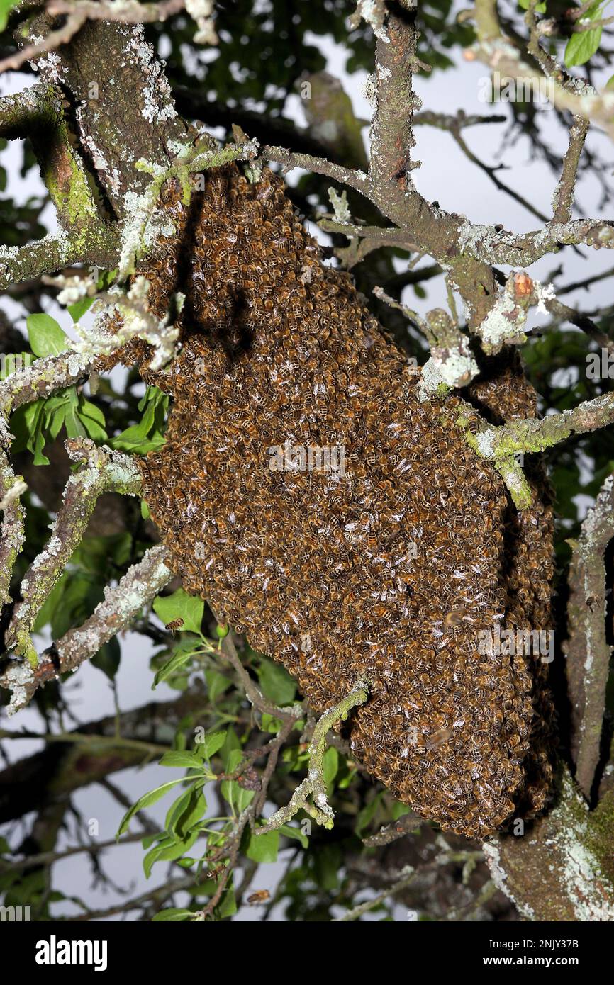 honey bee, hive bee (Apis mellifera mellifera), cluster of bees ...