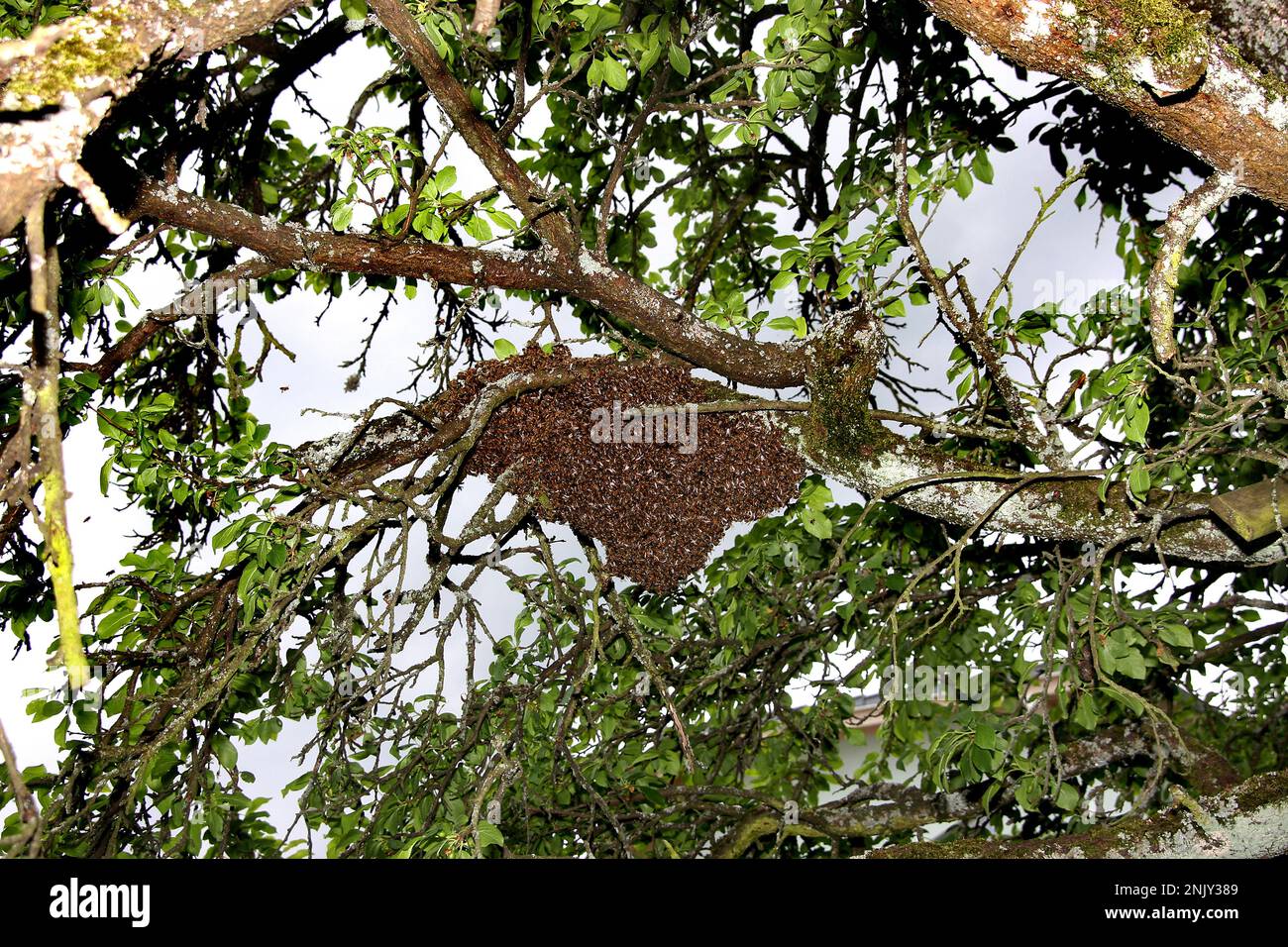 honey bee, hive bee (Apis mellifera mellifera), cluster of bees ...