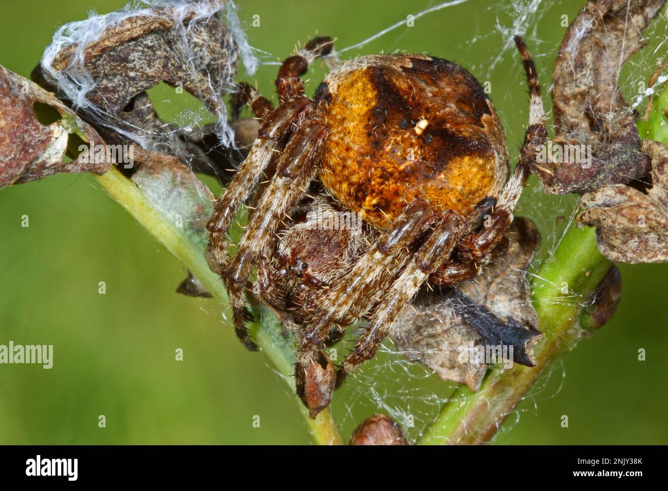 Male orb weaving spider hi-res stock photography and images - Alamy