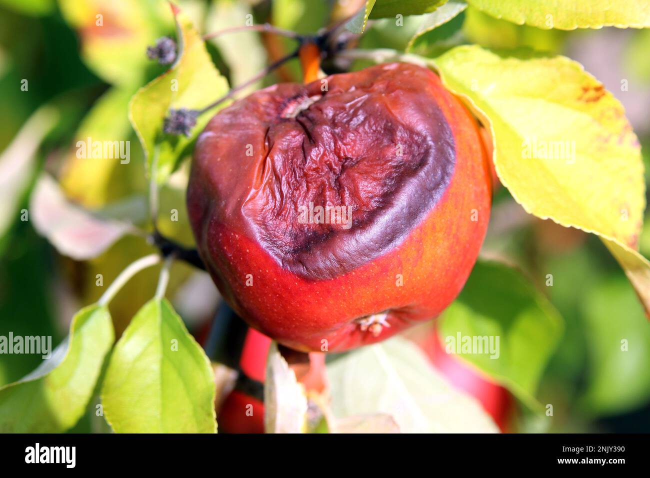 apple tree (Malus domestica), fouling apple on a branch, Germany Stock ...