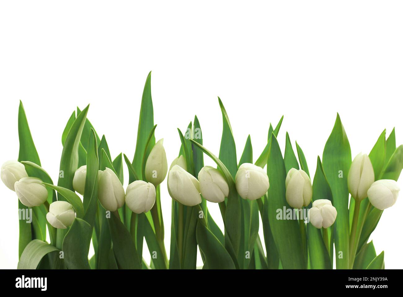 common garden tulip (Tulipa spec.), white tulips Stock Photo - Alamy
