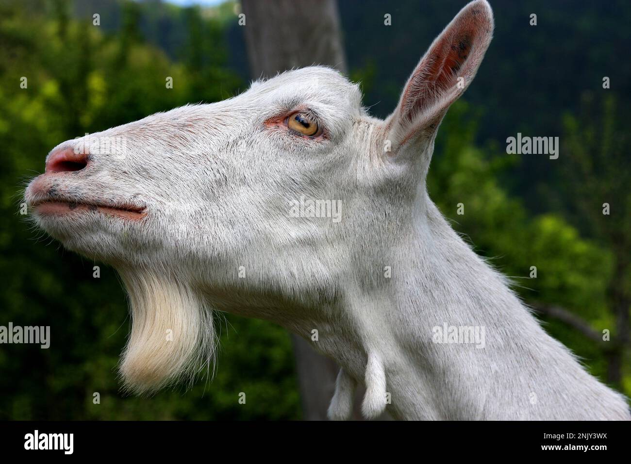 domestic goat (Capra hircus, Capra aegagrus f. hircus), female goat ...