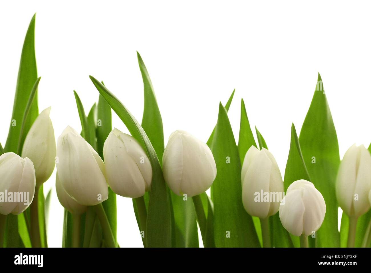 common garden tulip (Tulipa spec.), white tulips Stock Photo - Alamy