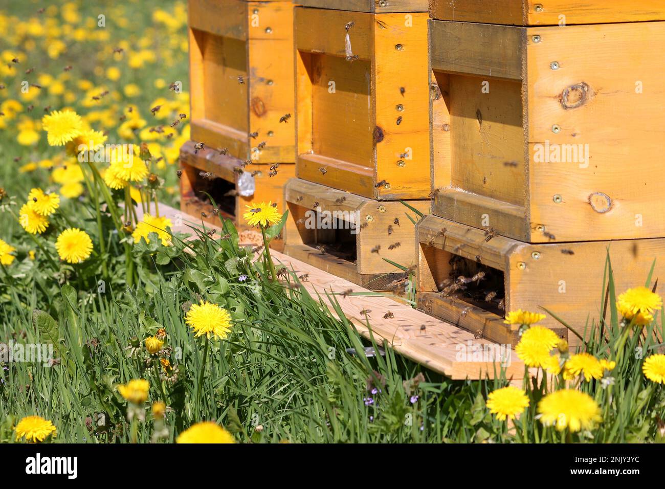 honey bee, hive bee (Apis mellifera mellifera), bees approaching their ...