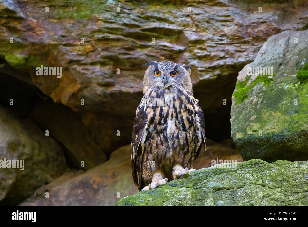 northern eagle owl (Bubo bubo), perching in front of a rocky cave ...