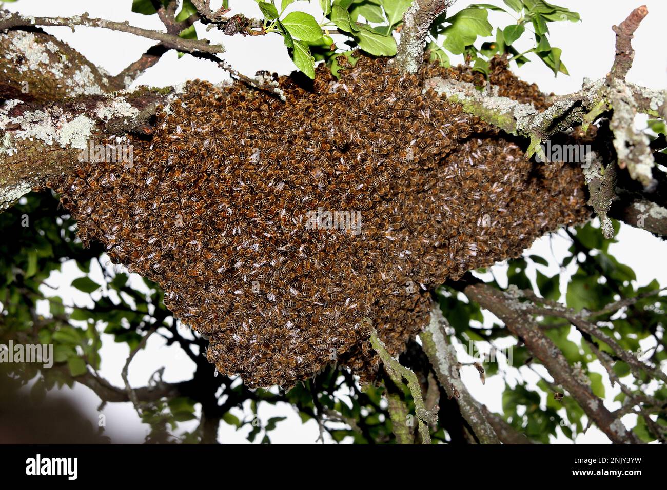 honey bee, hive bee (Apis mellifera mellifera), cluster of bees ...