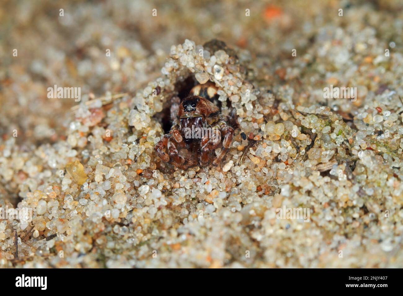 Sand bear spider, Sand bear wolf spider (Arctosa perita), in sand Stock ...
