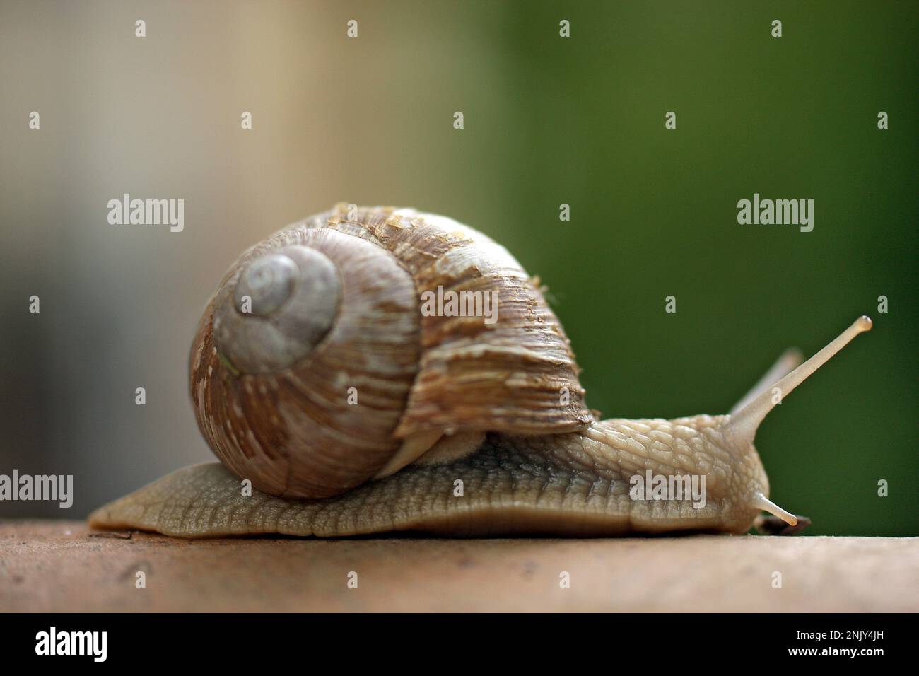 Roman snail, escargot, escargot snail, edible snail, apple snail ...