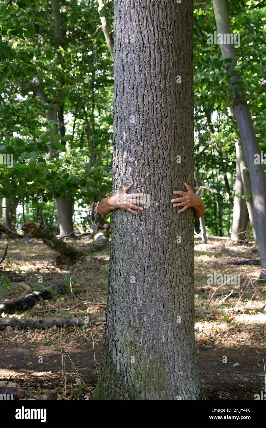 forest bathing, man hugging a tree trunk Stock Photo - Alamy