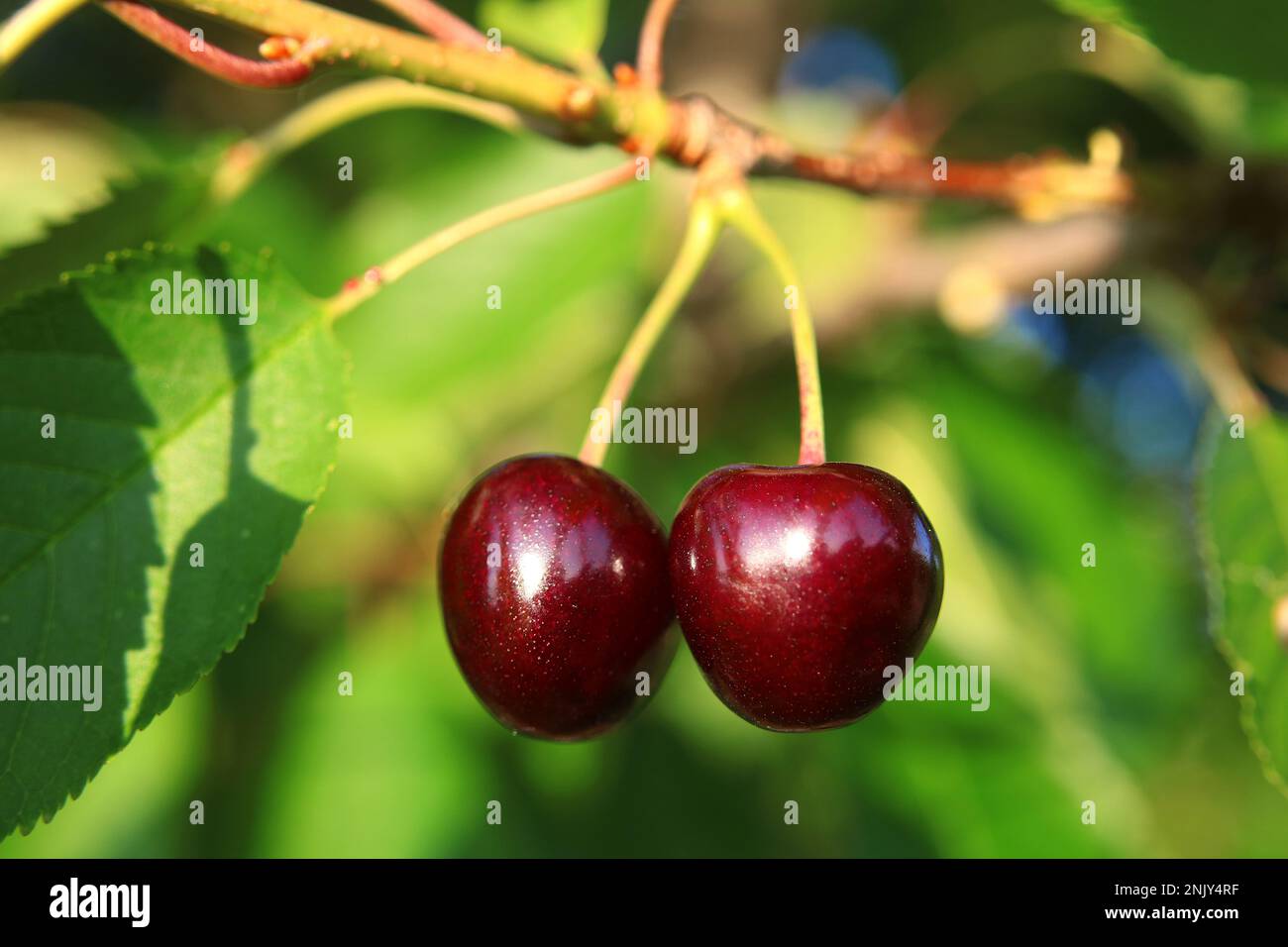 Two prunus branches hi-res stock photography and images - Alamy