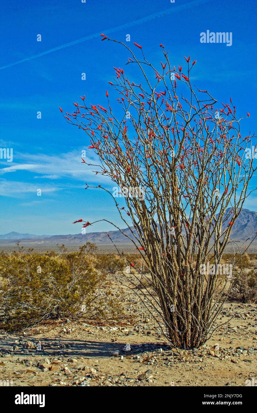 A lonely bush stands tall in a barren desert landscape Stock Photo - Alamy
