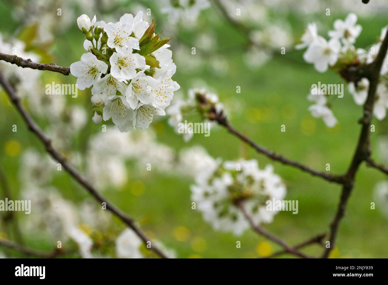 Fruitbomen in de Betuwe; Orchards in the Betuwe Stock Photo - Alamy