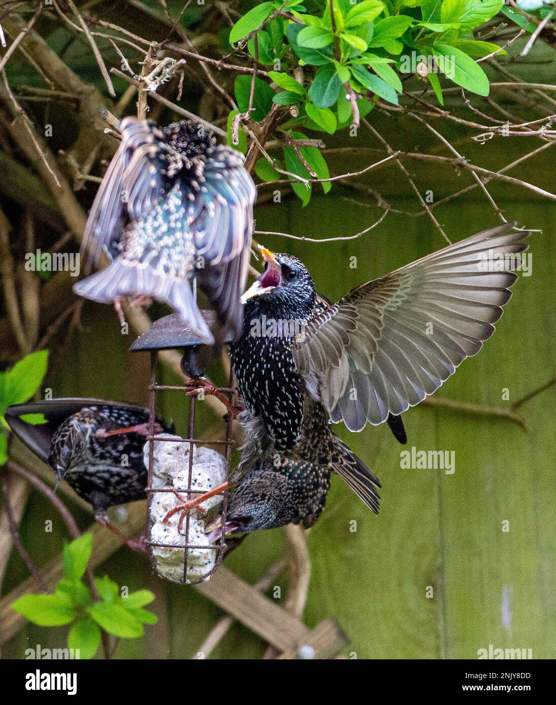 Squabble winter feeder hi-res stock photography and images - Alamy