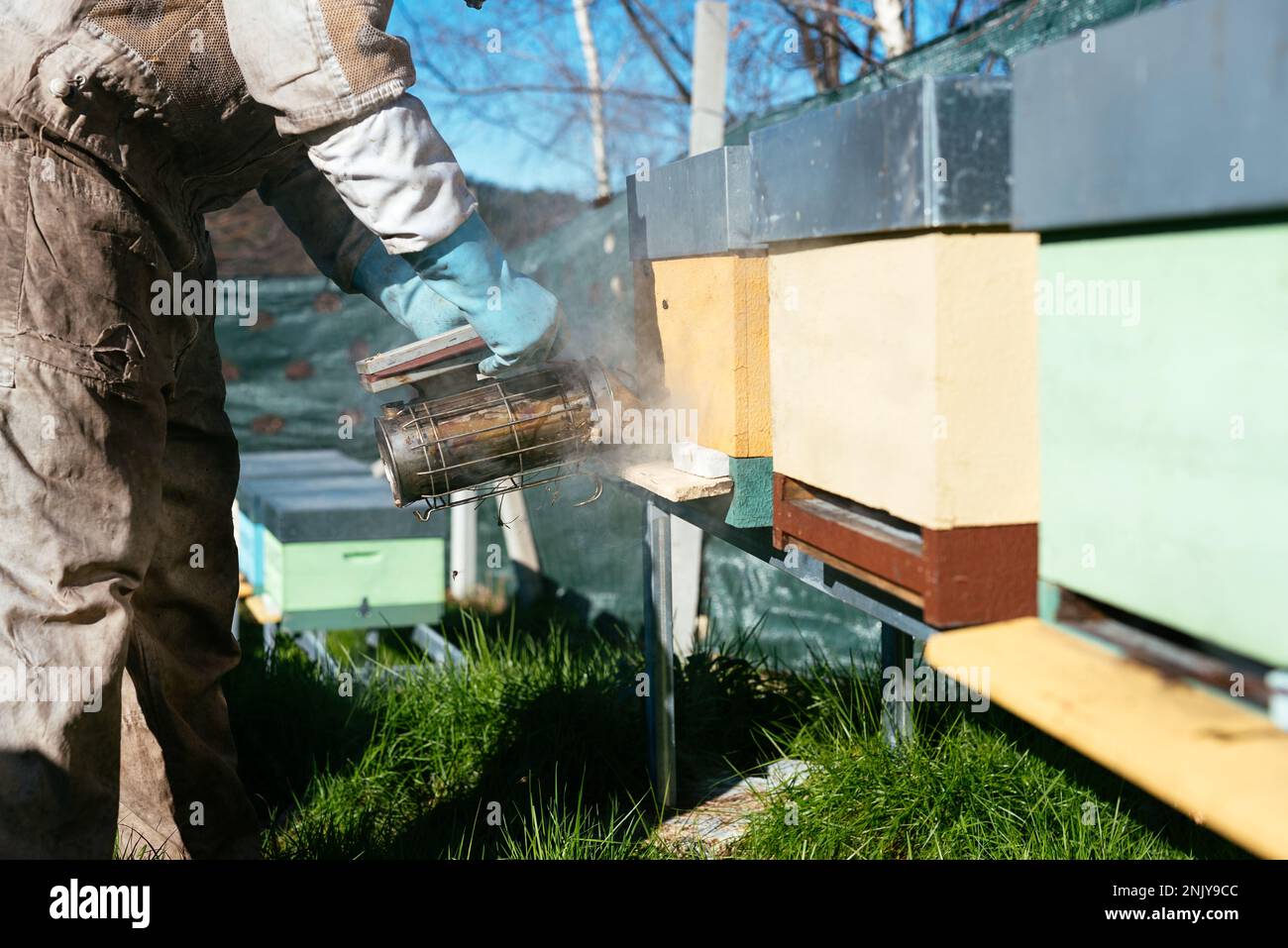 Professional male beekeeper in protective costume and gloves smoking ...