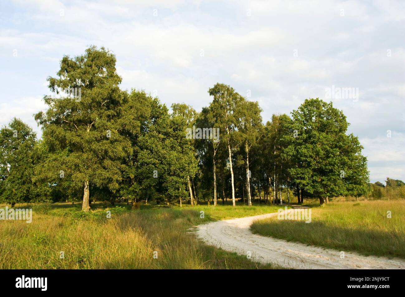 Open nature reserve at Haaksbergerveen, Netherlands Stock Photo - Alamy