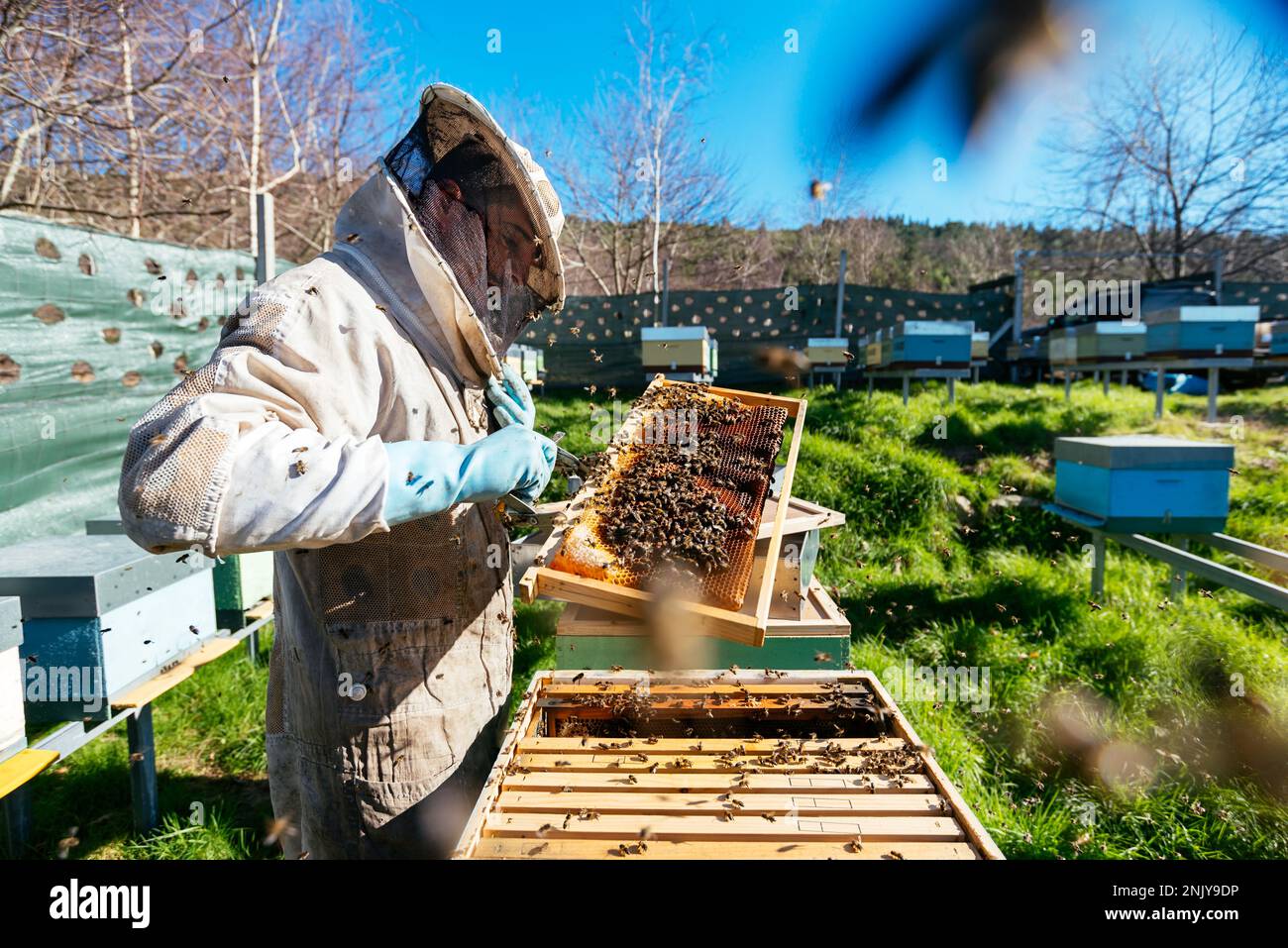 Side view beekeeper in protective costume and gloves examining ...