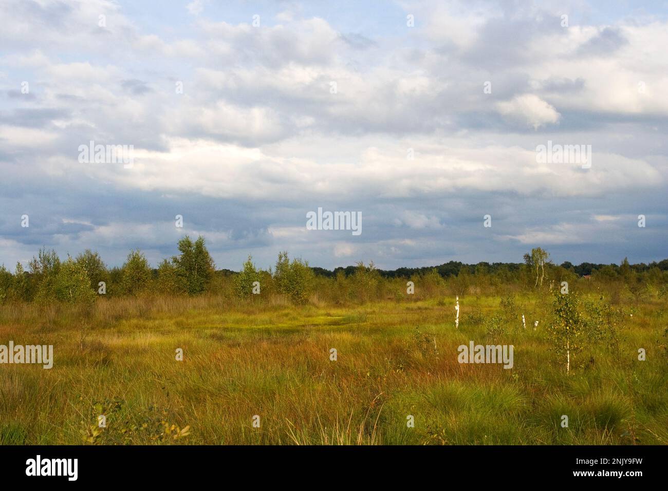 Open nature reserve at Haaksbergerveen, Netherlands Stock Photo - Alamy