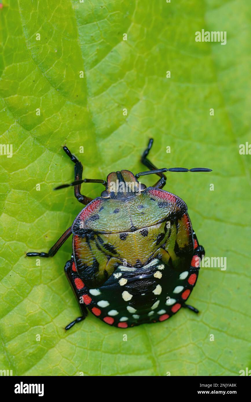 Natural closeup of a colorful green nymph of the Southern Green Stink ...