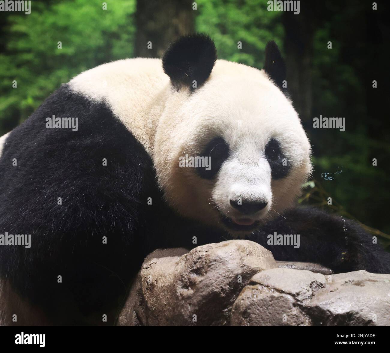 A photo shows a giant panda (Ailuropoda melanoleuca / panda bear at ...