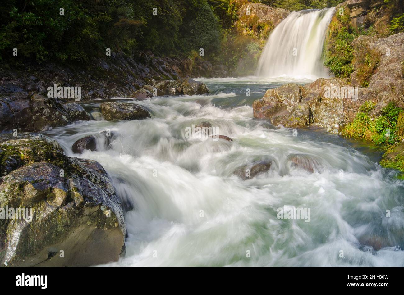 Picturesque view of fast Tawhai Falls flowing between green trees in ...