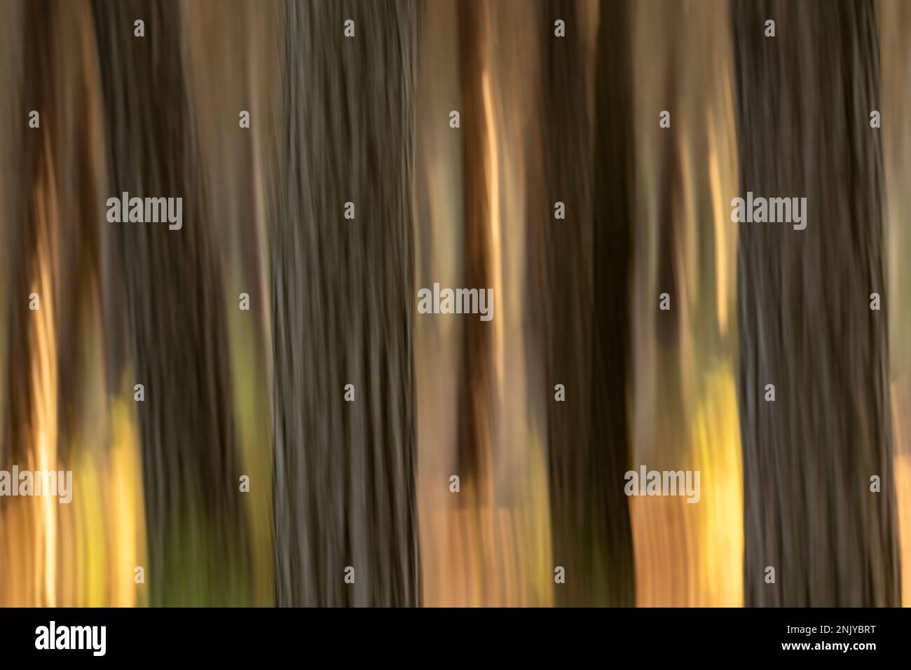 Drawn landscape with tall tree trunks and branches growing in forest ...