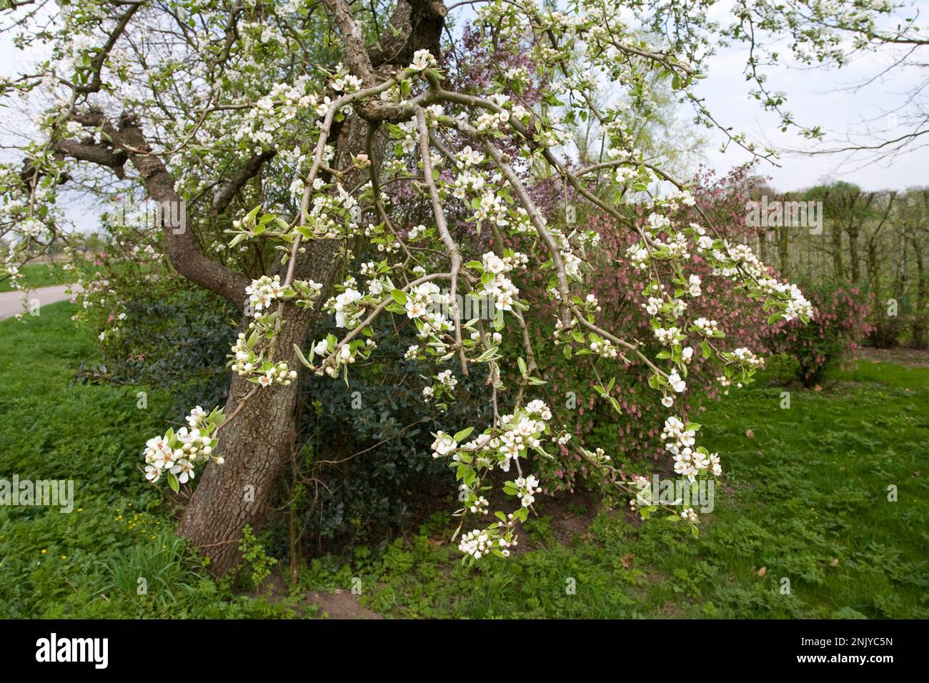 Fruit trees orchards in the Betuwe, Netherlands Stock Photo - Alamy