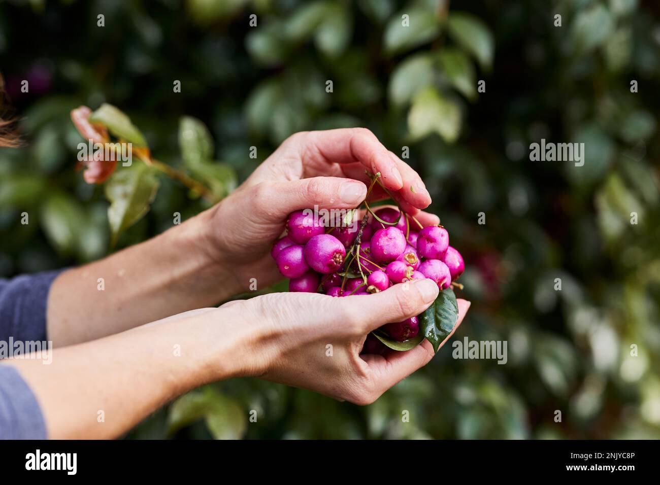 Unrecognizable female gardener collecting fresh Common lilly pilly ...
