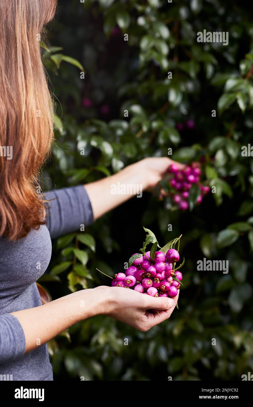 Lilly pilly fruit hi-res stock photography and images - Alamy