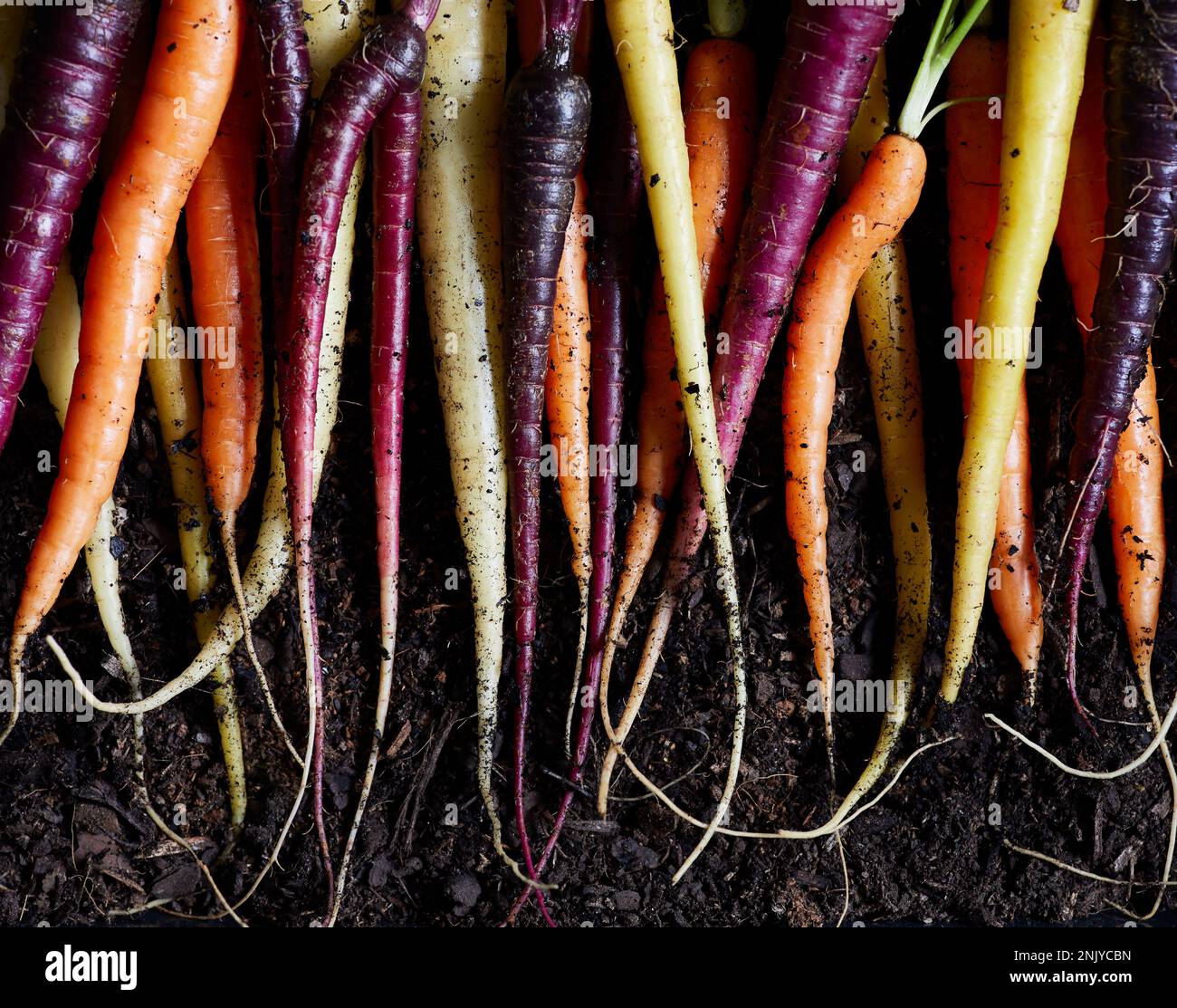 Top view of bunch of fresh organic rainbow carrots on soil background ...