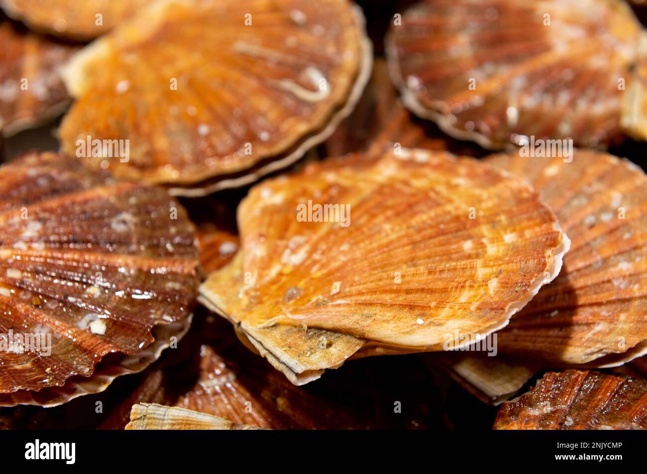 Scallops mussels St. Jacob laid out on the table with ice on fish ...