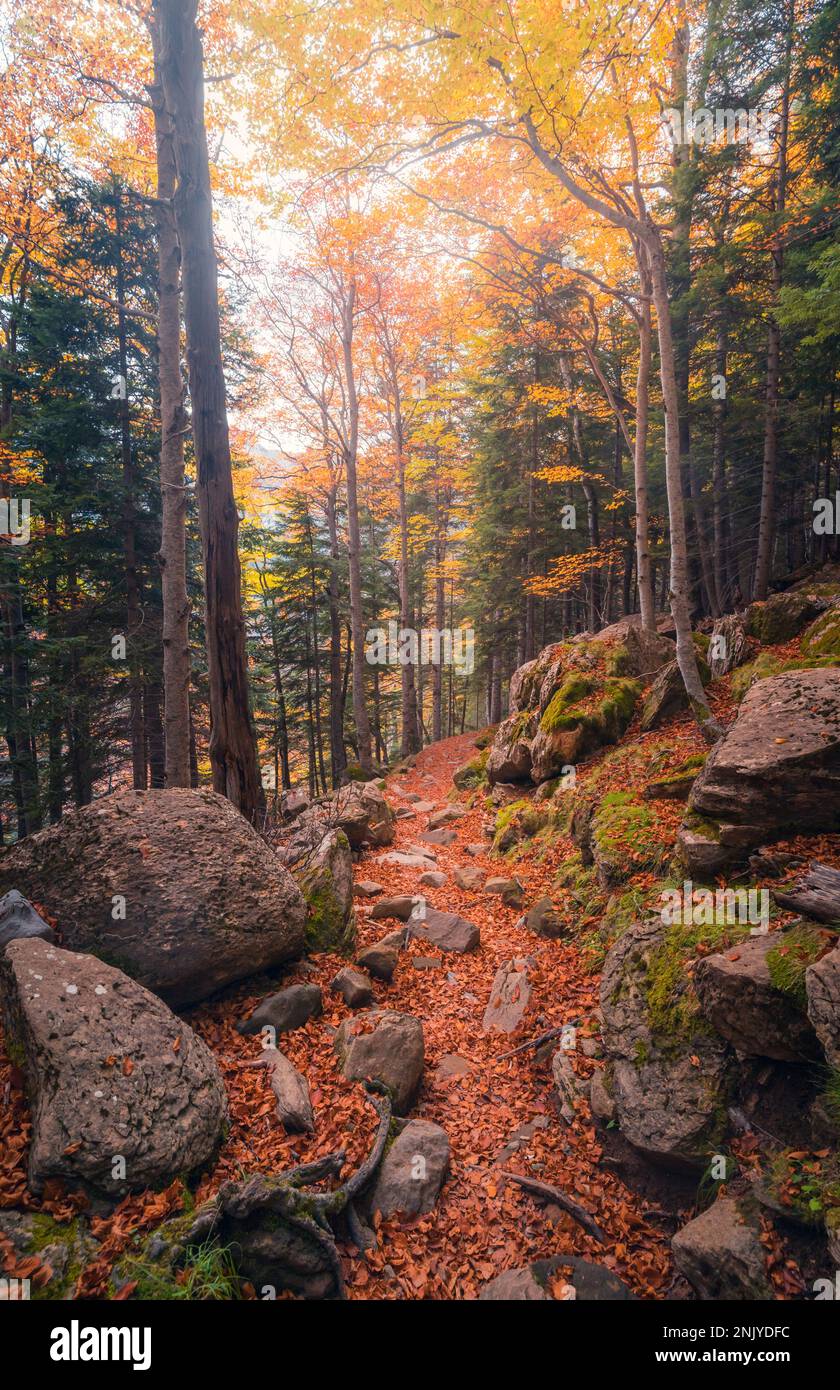 From below of tall trees with colorful foliage growing on stony slope ...