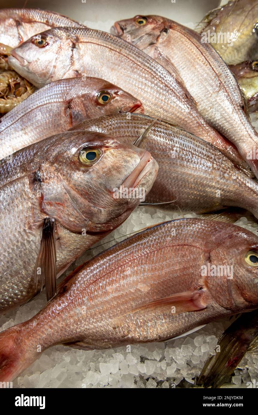fresh fish laid out on the table with ice on fish market Stock Photo ...