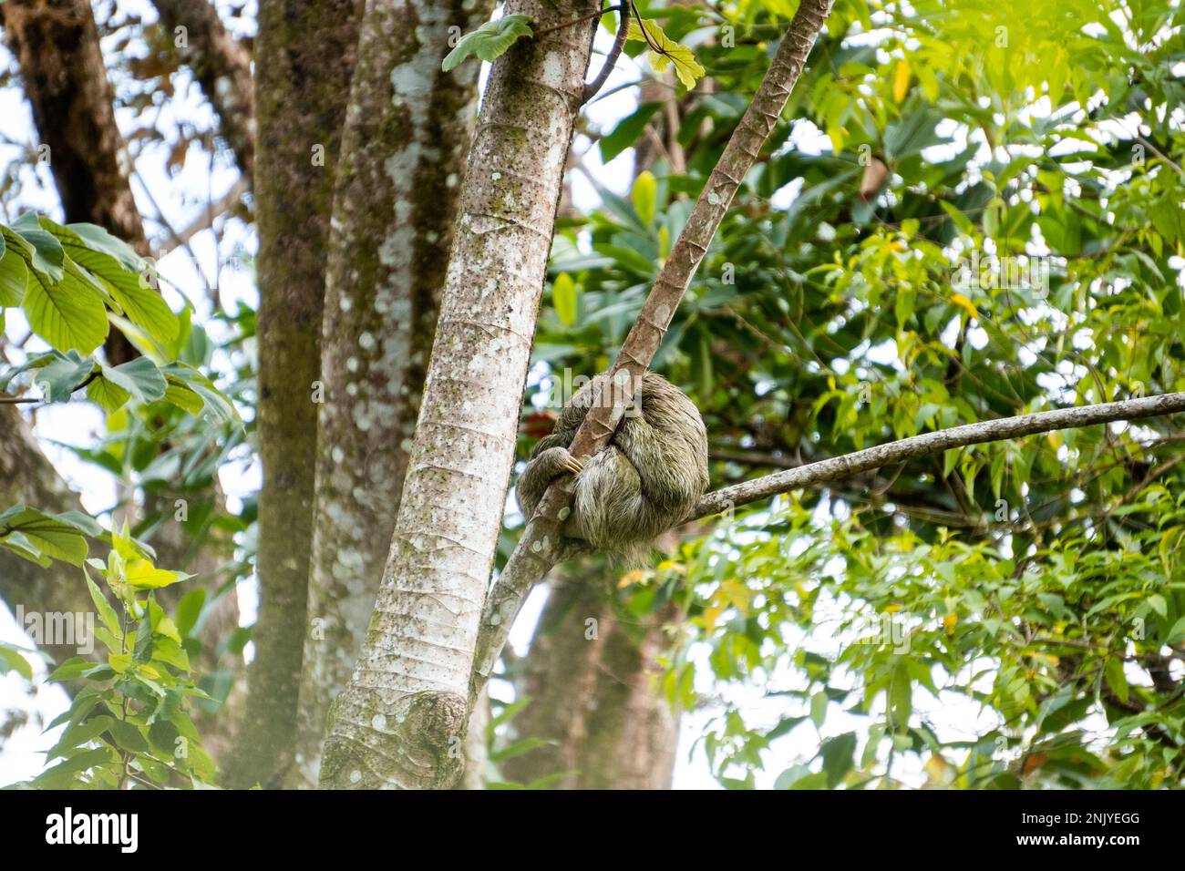 Large gray sloth sleeping on tree branch in sunny forest of Costa Rica ...
