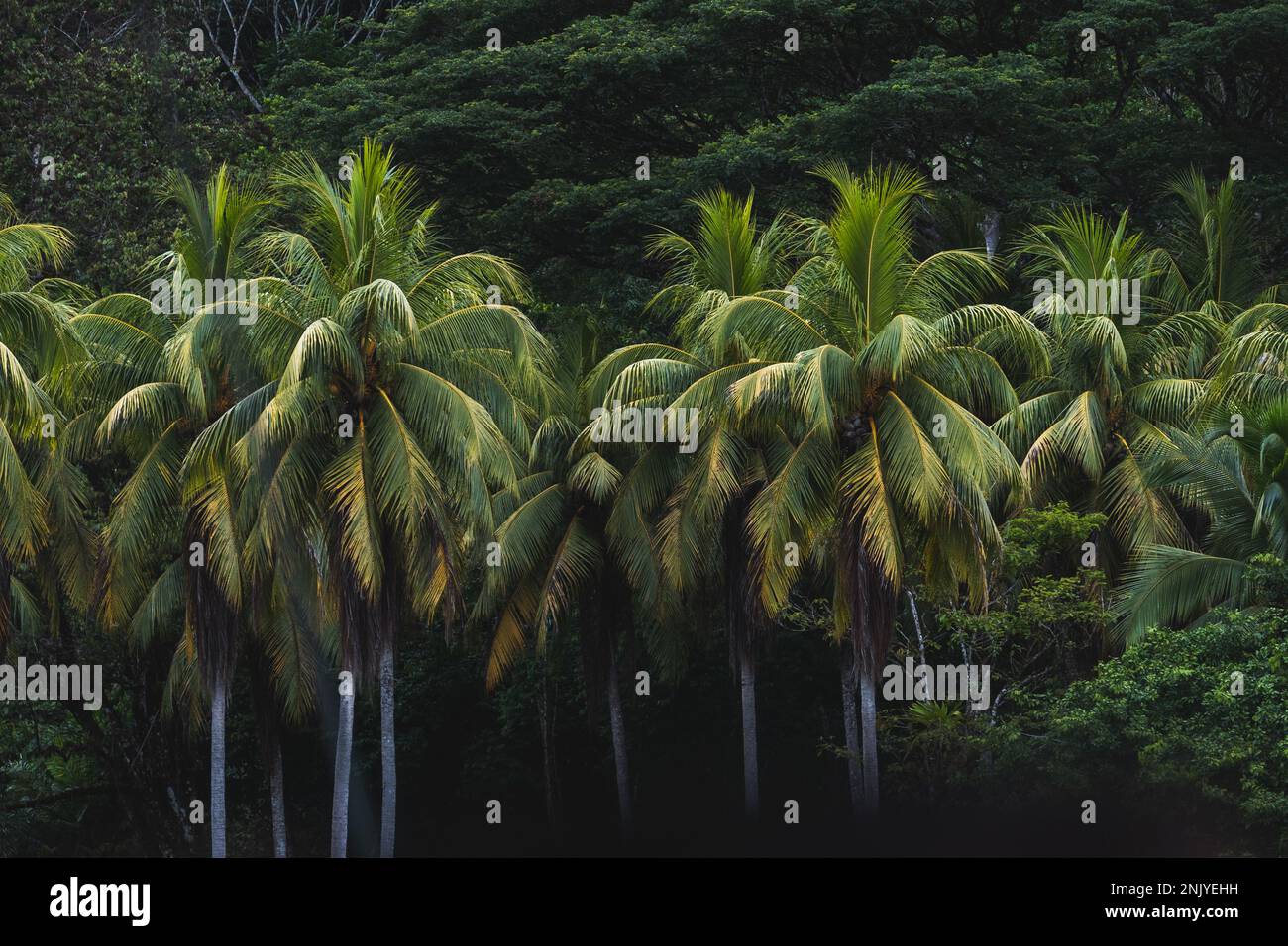 Green exotic palms growing in tropical forest against dark trees in ...