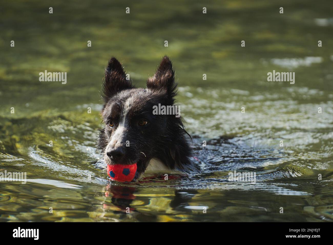 Adorable black and white Border Collie dog swimming in rippling water ...