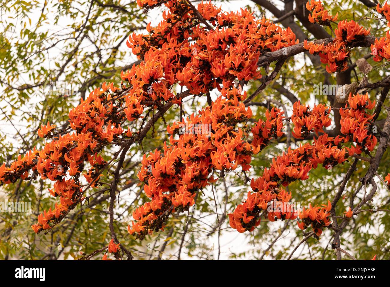 Blooming colorful palash flower in a tree in spring season just before holi festival of India ...