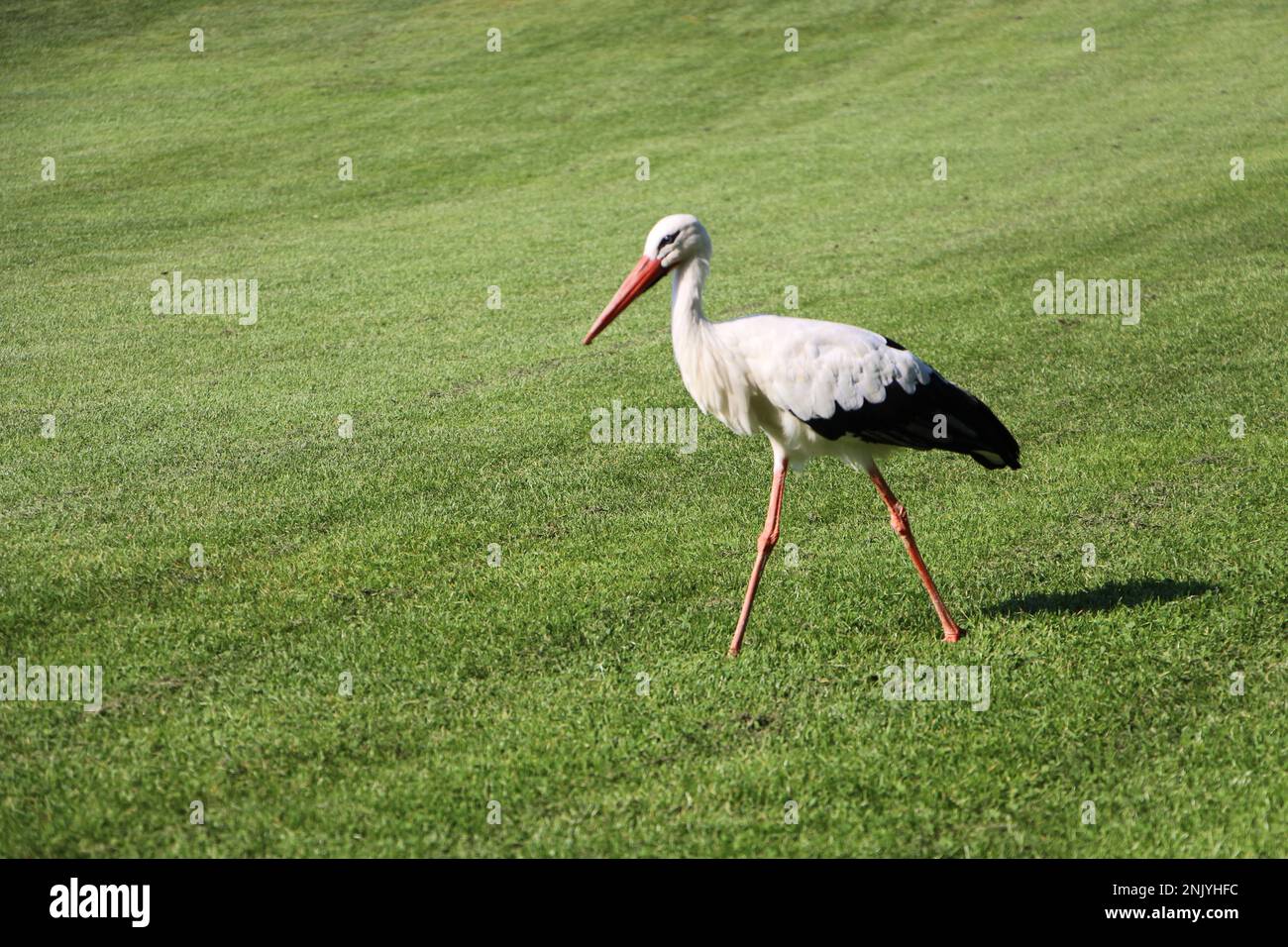 Funny stork hi-res stock photography and images - Alamy