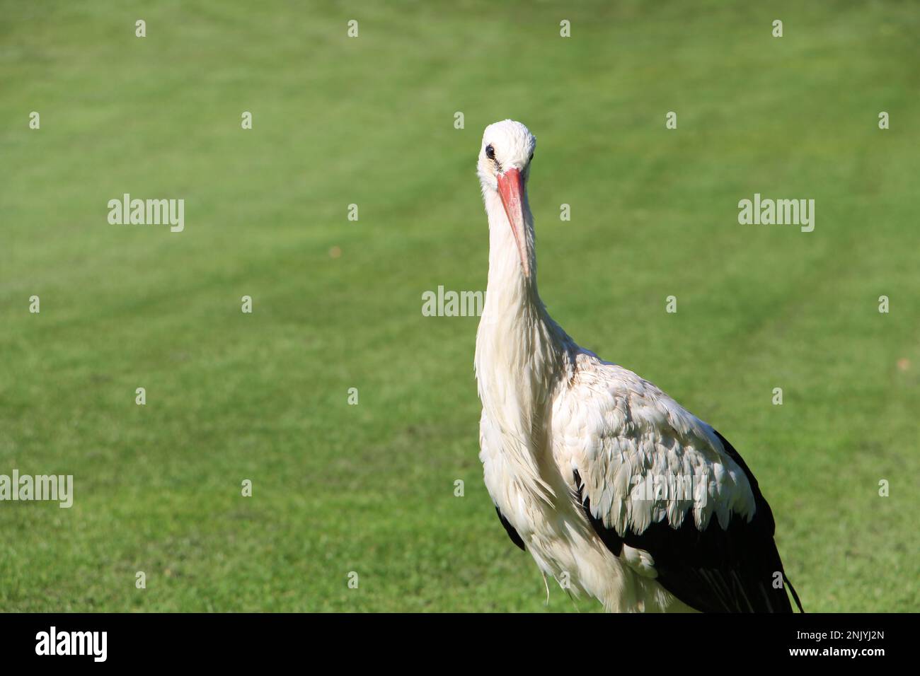 Stork on green grass looking into camera Stock Photo - Alamy