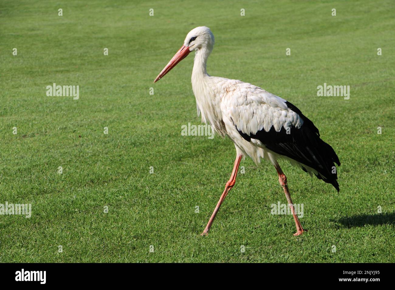 Funny stork hi-res stock photography and images - Alamy