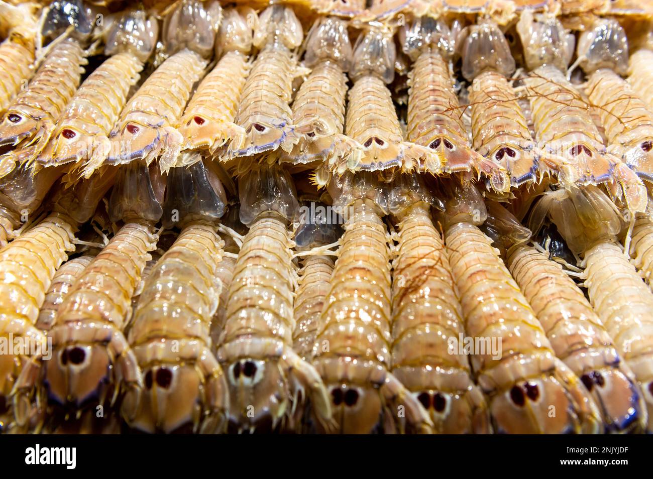 Market squid under water hi-res stock photography and images - Alamy