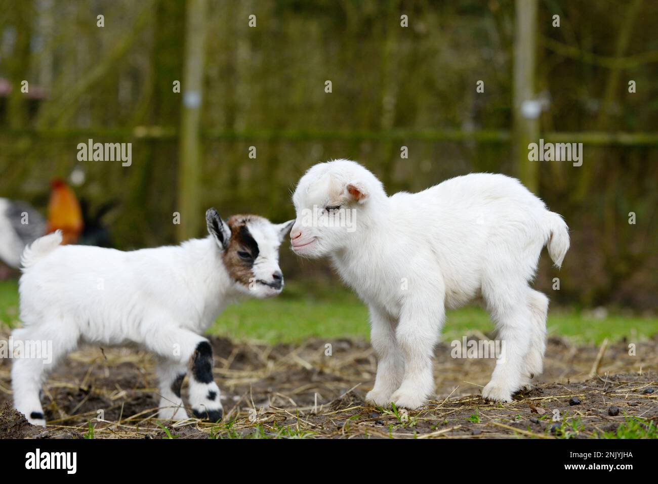 cute goat kids playing Stock Photo - Alamy