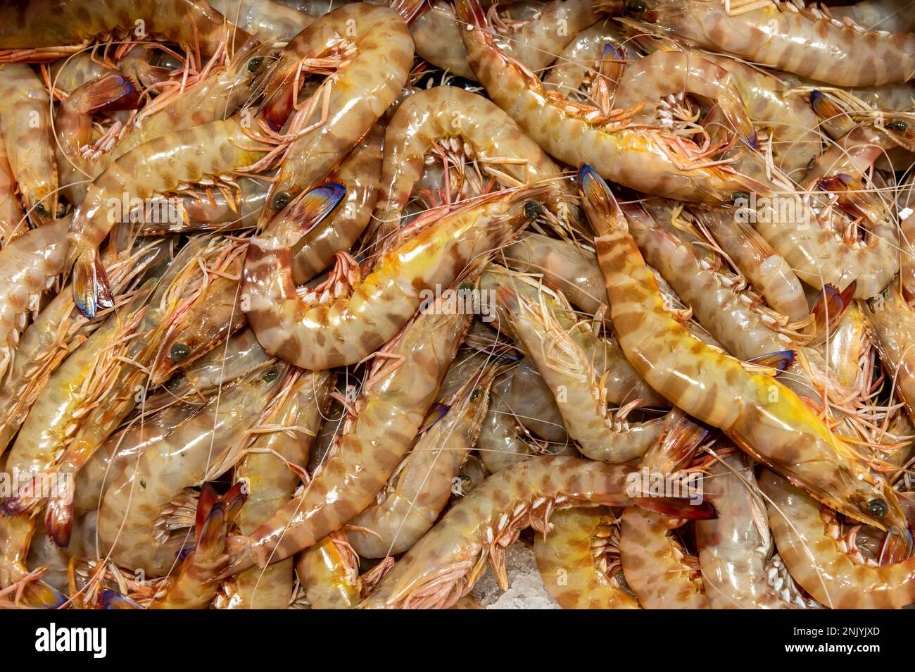 fresh tiger prawns on the table in the fish market Stock Photo - Alamy