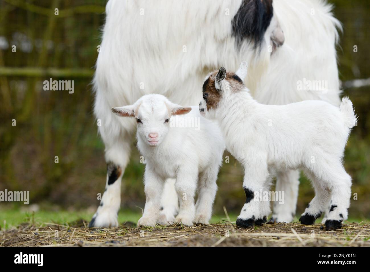 cute goat kids standing in front of adult goat on pasture Stock Photo ...